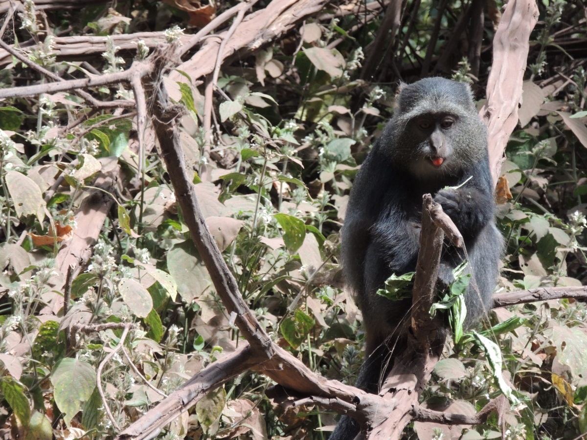 What You Can Expect On Safari | Robin's Empty Nest